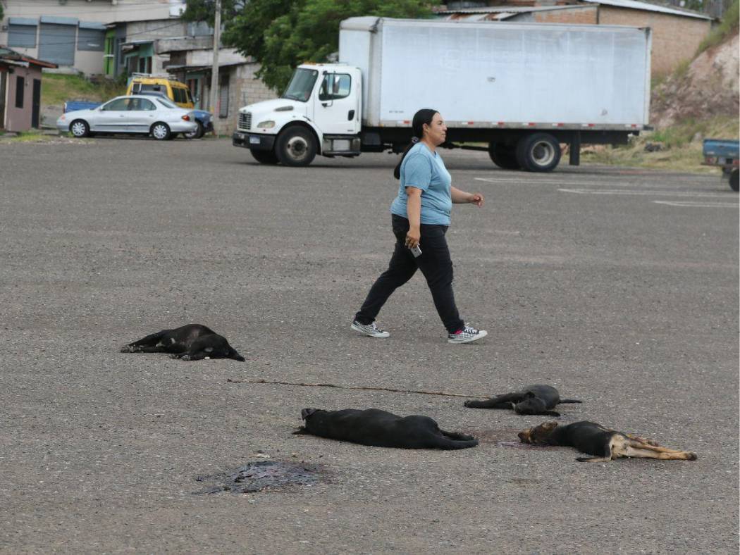 Cárcel sin fianza por maltrato animales en Honduras