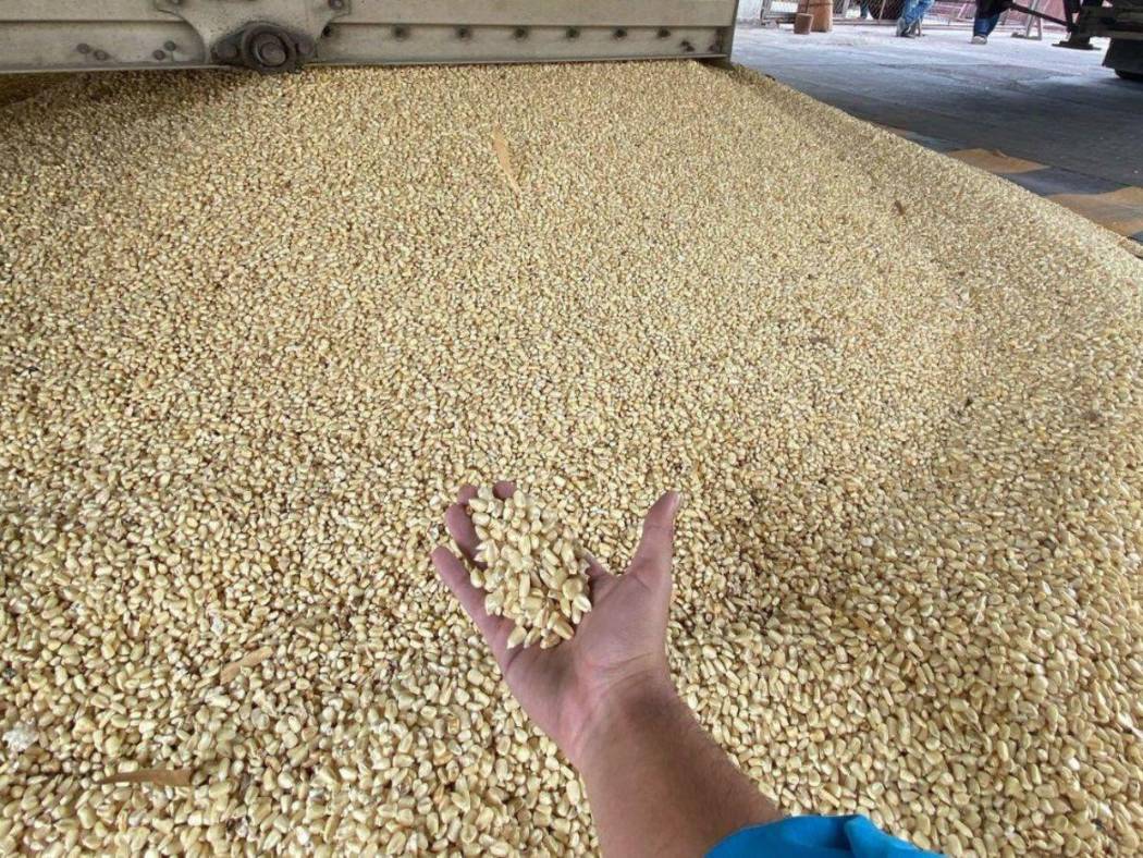 Denuncian daño de 70,000 quintales de maíz en bodegas del IHMA en Danlí