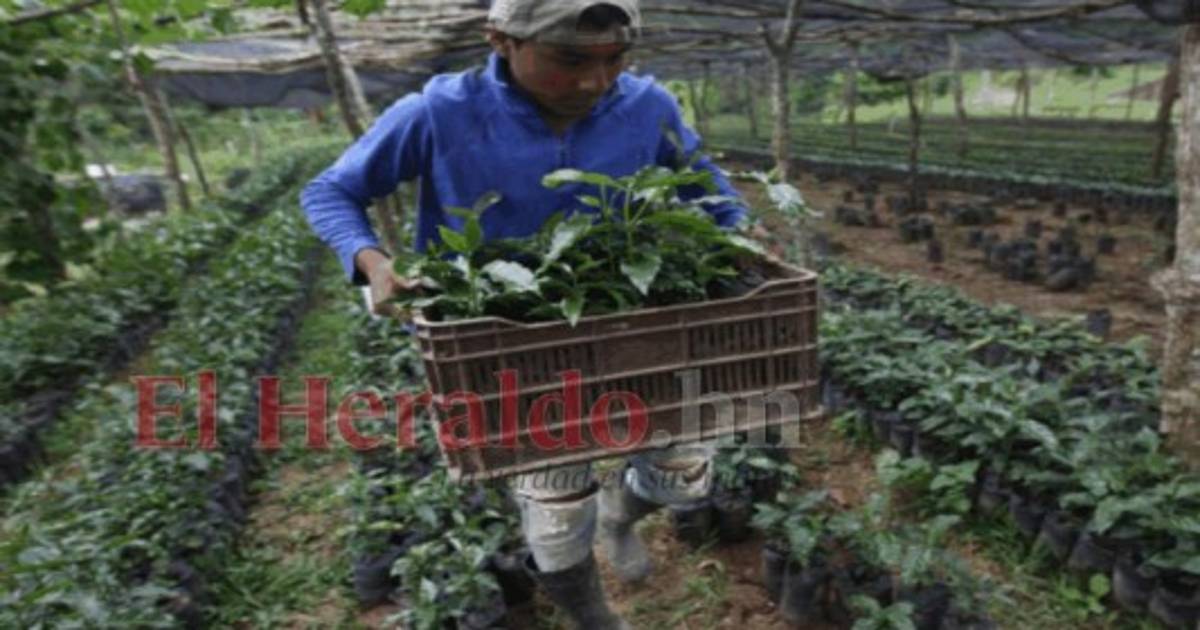 Disponibles los préstamos a 5% para los productores hondureños