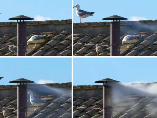 Momento exacto en que salió "humo blanco" y hubo nuevo Papa