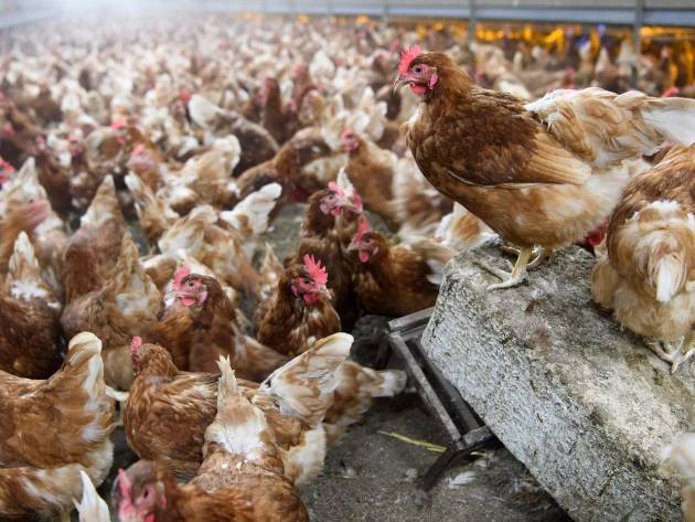 Sacrifican 32 mil gallinas en una granja en Santa Bárbara por gripe aviar