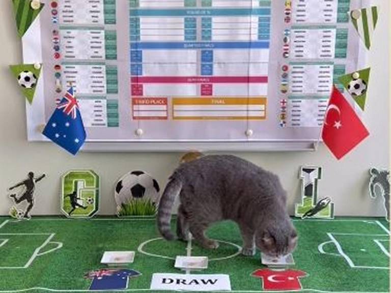 Maximus, gato viral del primer ministro belga en Mundial 2026