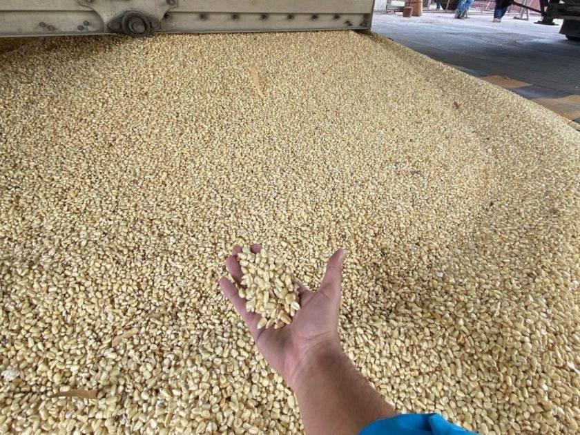 Denuncian daño de 70,000 quintales de maíz en bodegas del IHMA en Danlí